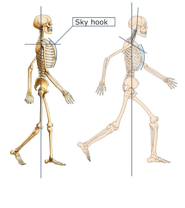 Defining the Gravity Line of the Body | Brian Esty LMT